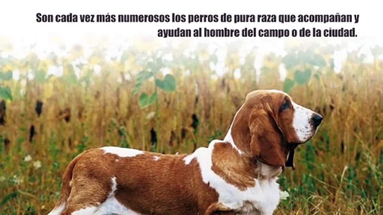 [#Podcast] Razas de perros. Guía ilustrada para conocer las 98 razas ...