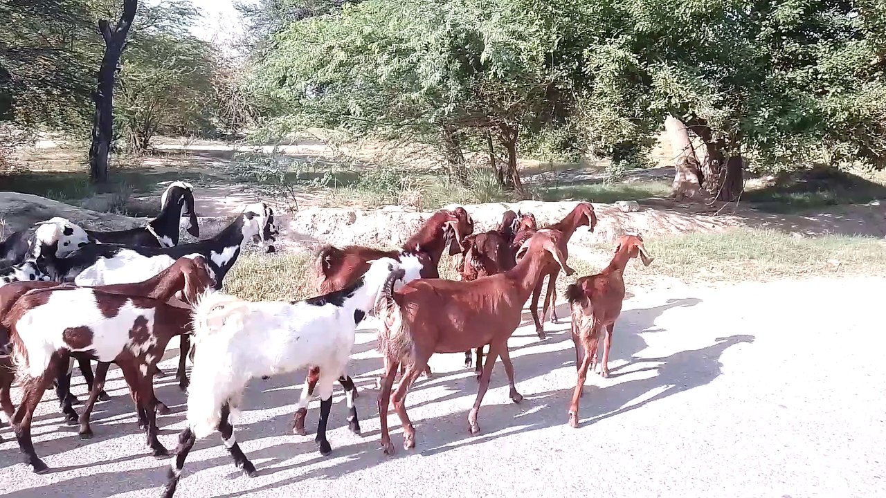 Goats grazing,new Malik goat farm ,goat farming in Pakistan - video ...