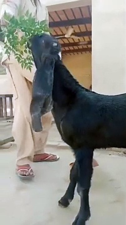 Beetal goats #amritsarigoats#Nagrabeetal#boergoats#makhicheenagoats ...