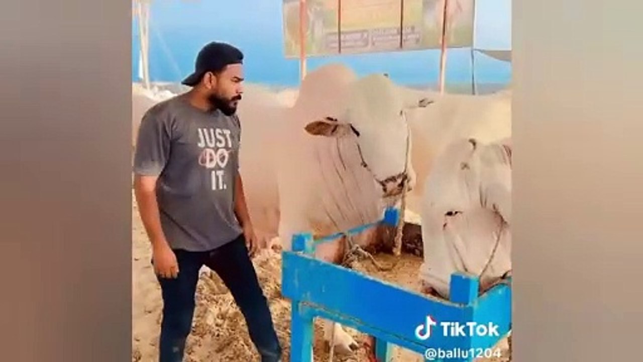 Most Funny Moments Of Qurbani Animals -part--2nd _ Eid UL Adha 2024 ... Most Funny Moments Of Qurbani Animals -part--2nd _ Eid UL Adha 2024 ...