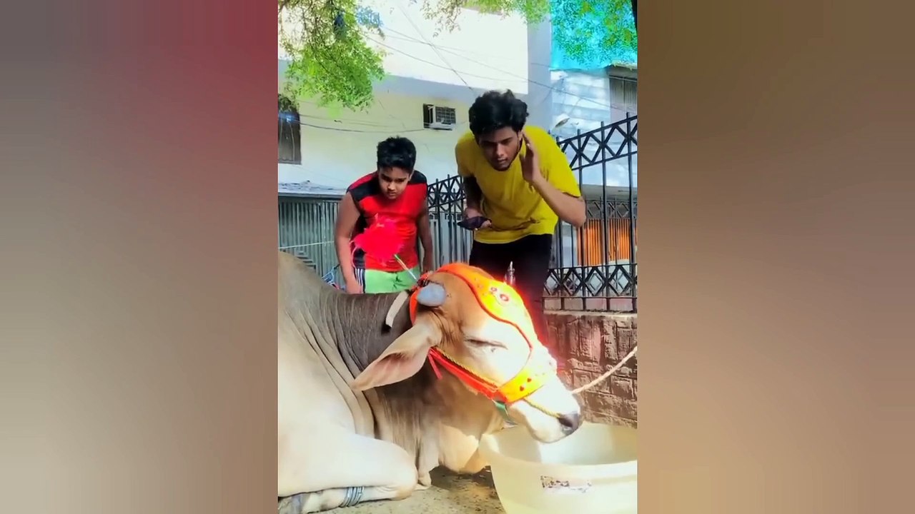 Qurbani Funny Animals 2024 _ most funny moments of qurbani animals ... Qurbani Funny Animals 2024 _ most funny moments of qurbani animals ...