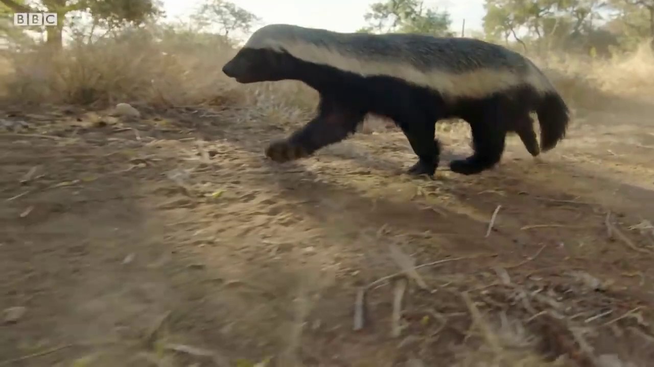 Are Honey Badgers Big-Brained_ _ Weasels_ Feisty & Fearless _ BBC Earth ...