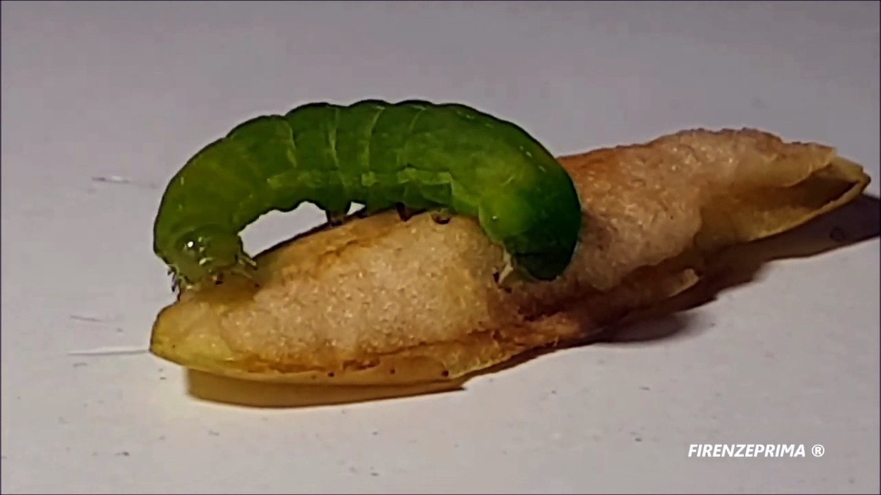 Bruco che mangia uno spicchio di mela - Video Dailymotion