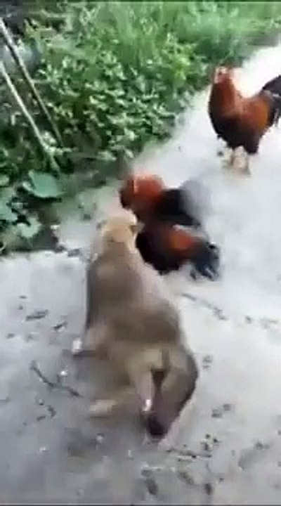 Funny_Dog_Videos_Creative_Commons - video Dailymotion