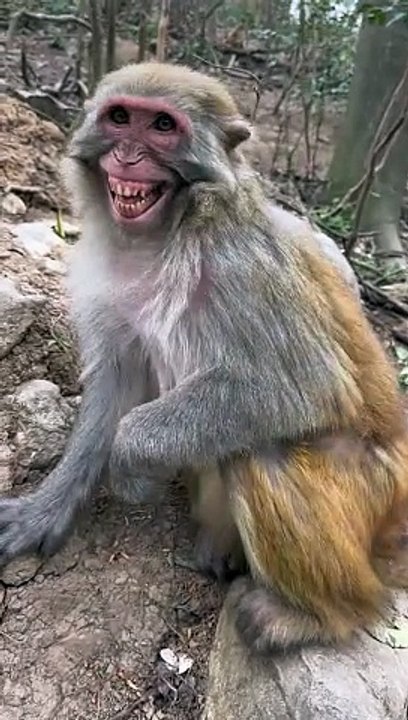 Cute monkey| funny monkey | - video Dailymotion