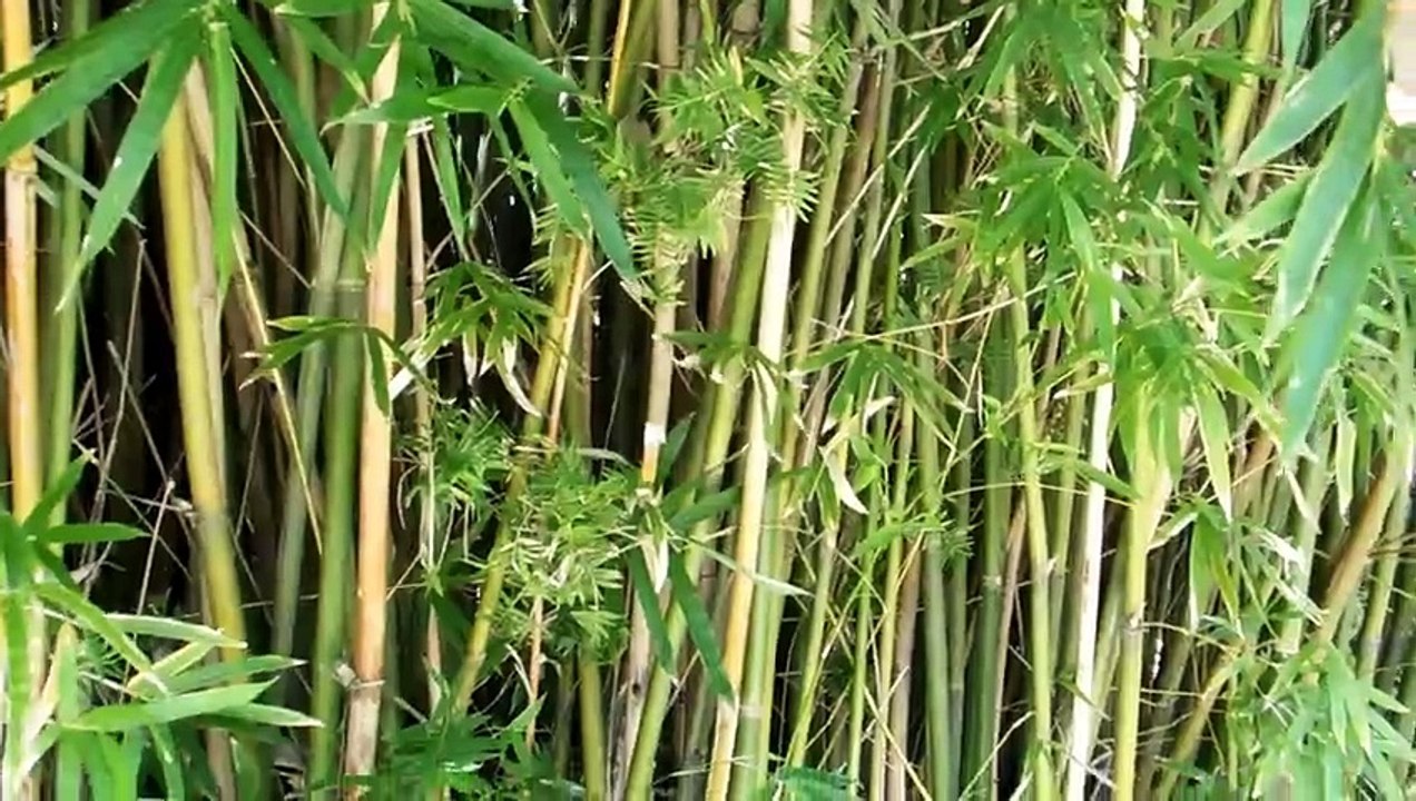 Japanese Bamboo Bees at Work - video Dailymotion