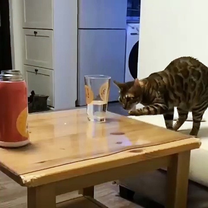 cute cat funny kitten videos _ Funny Cat Videos _ Footage No Copyright ...