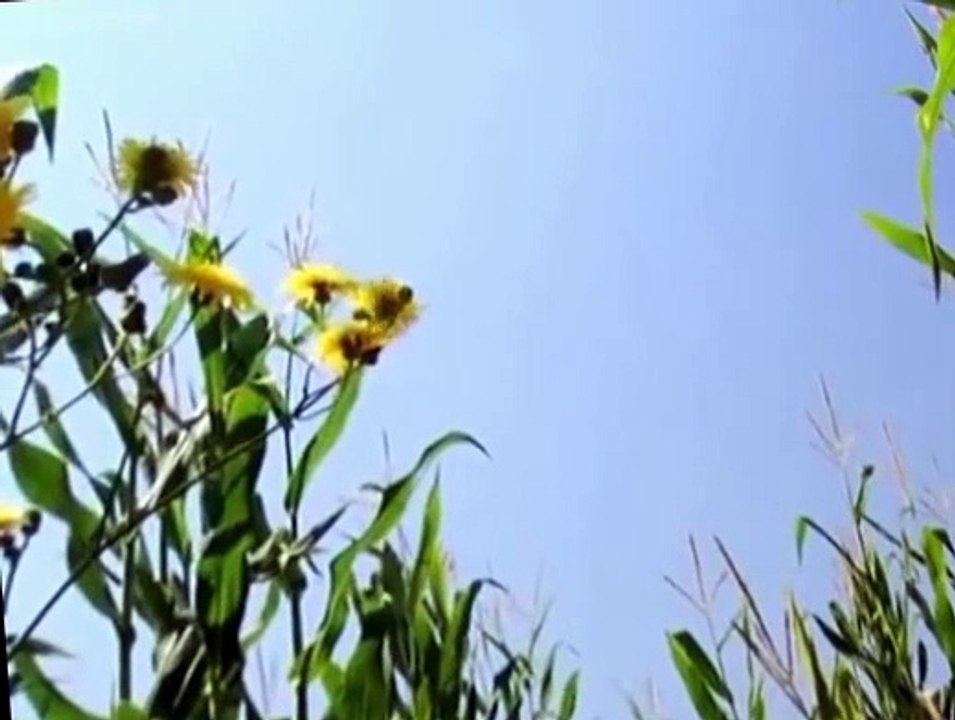 Minuscule Minuscule S01 E012 Catapult - Vidéo Dailymotion