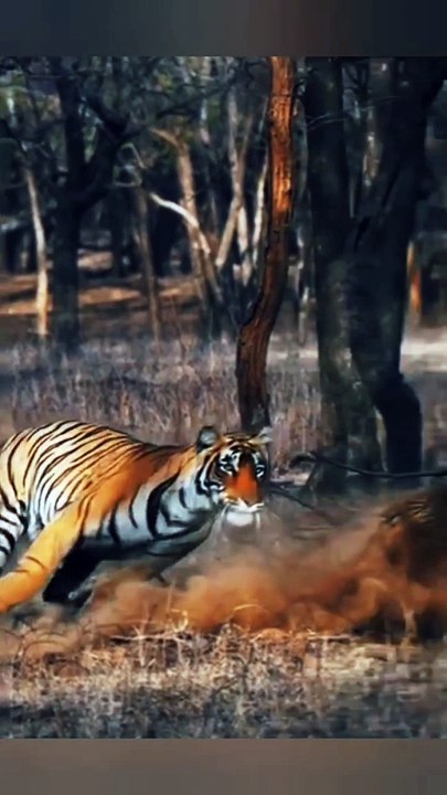 animals videos wildlife - video Dailymotion