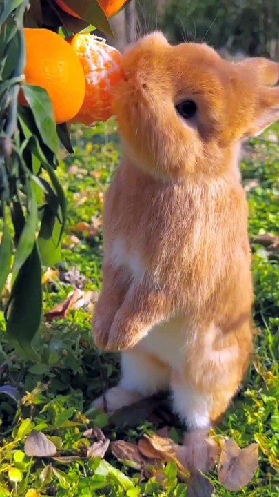 Rabbit eating Orange - video Dailymotion