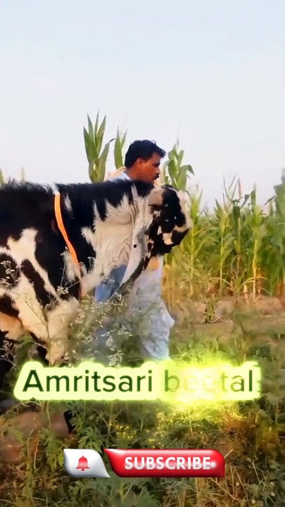 Rustam Bakra Nagrabeauty Amritsari - video Dailymotion