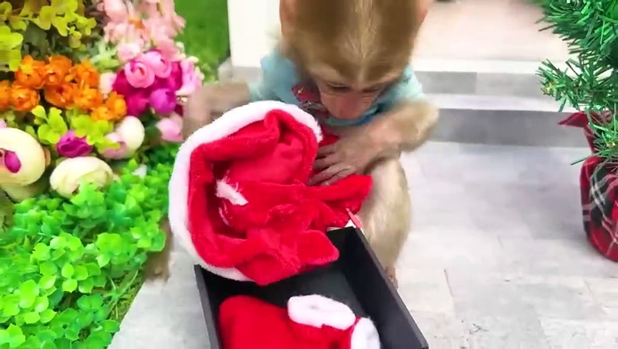 Monkey Baby Bon Bon on a winter vacation and fruit harvest in the ...