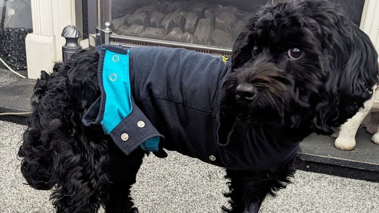 Cockapoo Has Leg Amputated After Brutal Attack by XL Bully - video ...
