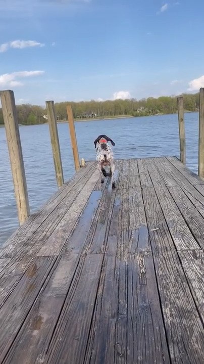 Excited German Shorthaired Pointer Dog Jumps Off Dock Into Water ...