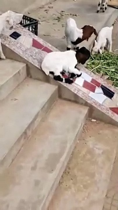 Goats playing on stairs - video Dailymotion