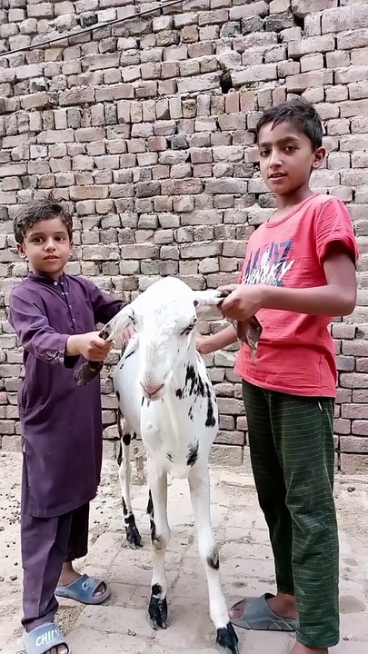 Barkaa - video Dailymotion