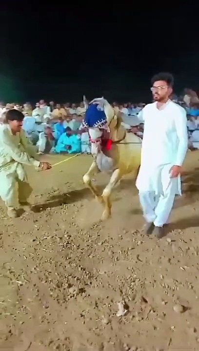 Horse dance - video Dailymotion