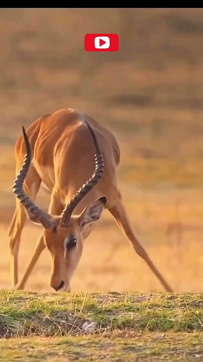 animals videos wildlife - video Dailymotion