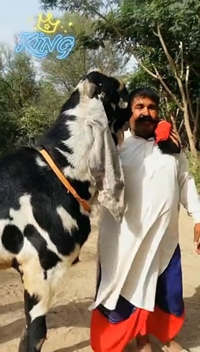 Rustam Pakistan bakra - video Dailymotion