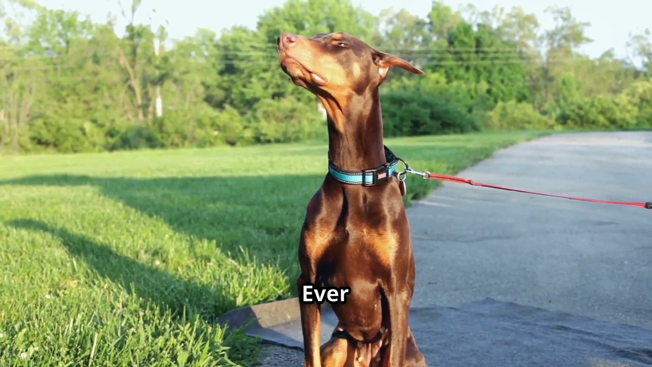 Woofing with Love - "Signs Your Dog Adores You !" - video Dailymotion