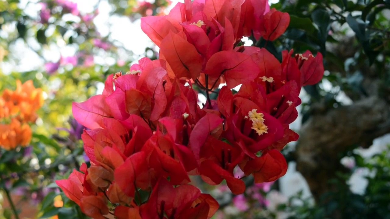 Flower - video Dailymotion