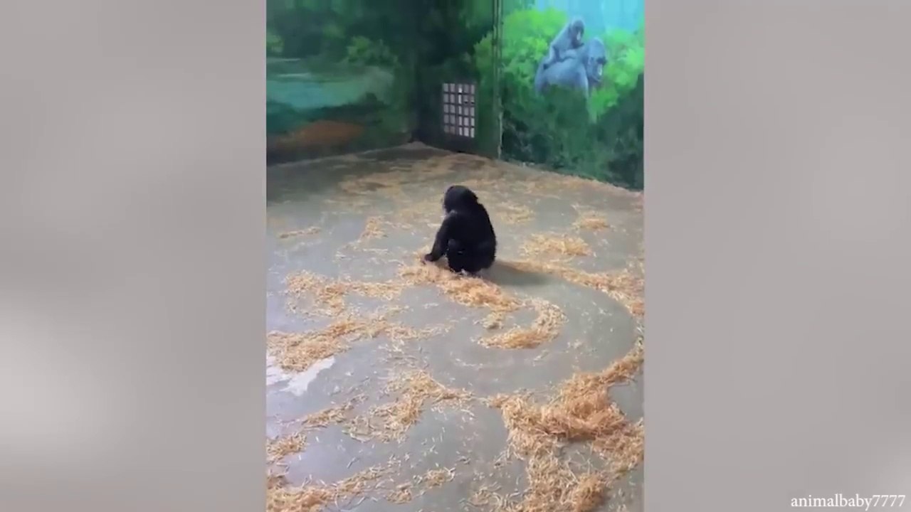 Laugh a Lot With The Funny Moments Of Monkeys Funniest Animals Video ...