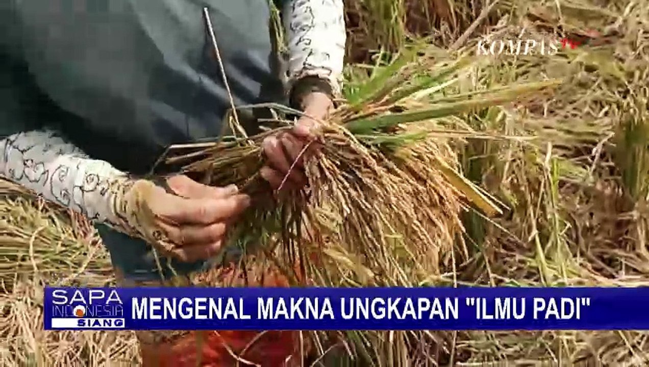 Apa Arti Ungkapan 'Ilmu Padi'? Simak Penjelasannya Berikut Ini - SELASA BAHASA - Video Dailymotion