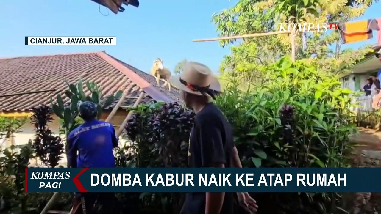 Sapi 300 Kilogram Mengamuk! Panitia Kurban di Surabaya Terpental ...