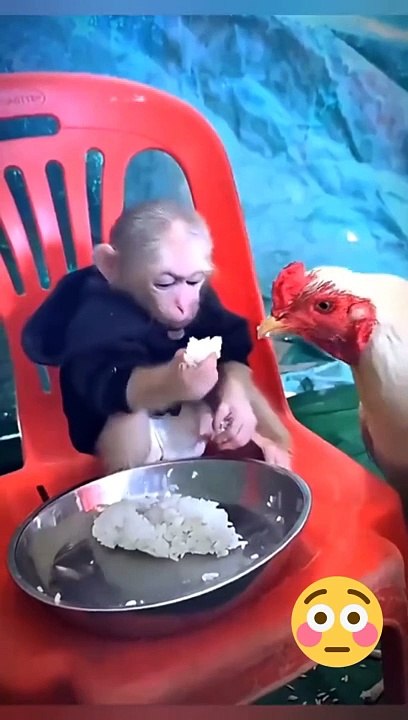 Fani monkey - video Dailymotion