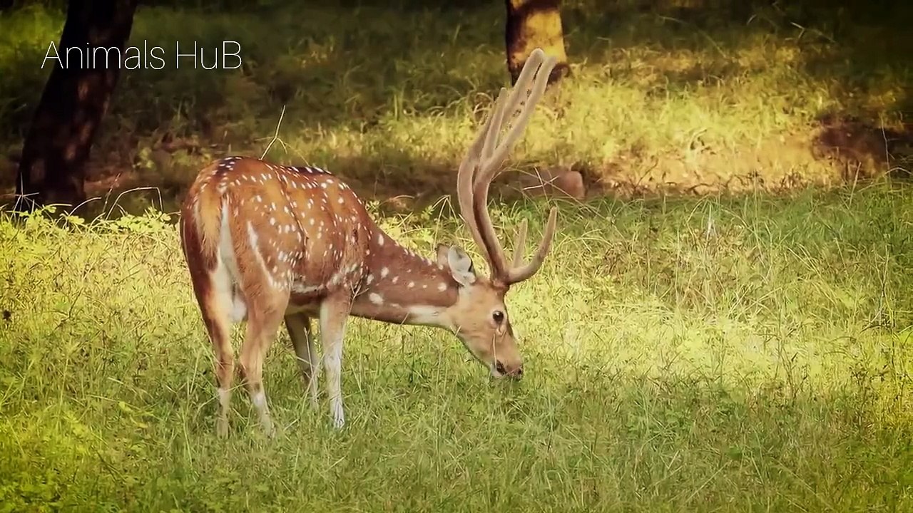 Animals & wildlife - video Dailymotion