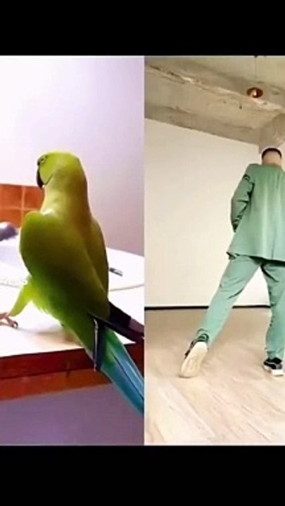 Parrot dance fully entertaining. - video Dailymotion