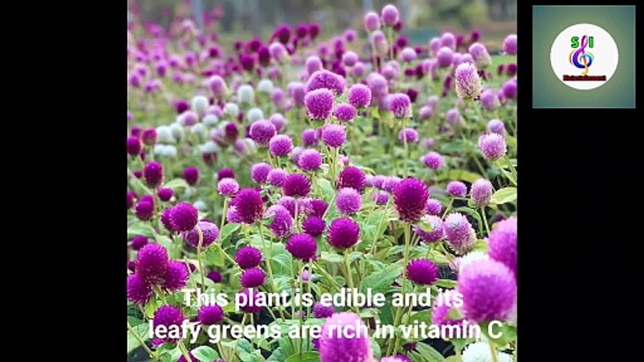 FLOWERS THAT BLOOM IN SUMMER - video Dailymotion