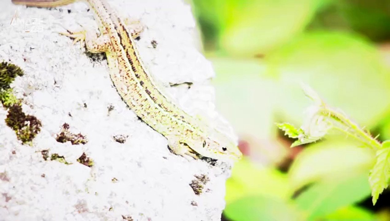 Alligators Can Regrow Their Tails Just as Easy as Other Lizards - video ...