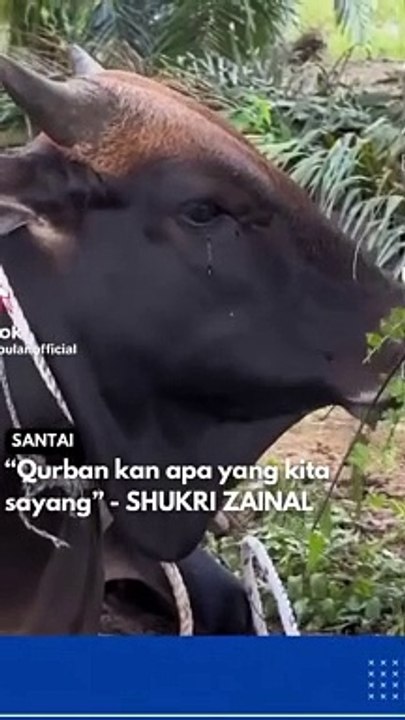 Sapi Nangis - Video Dailymotion