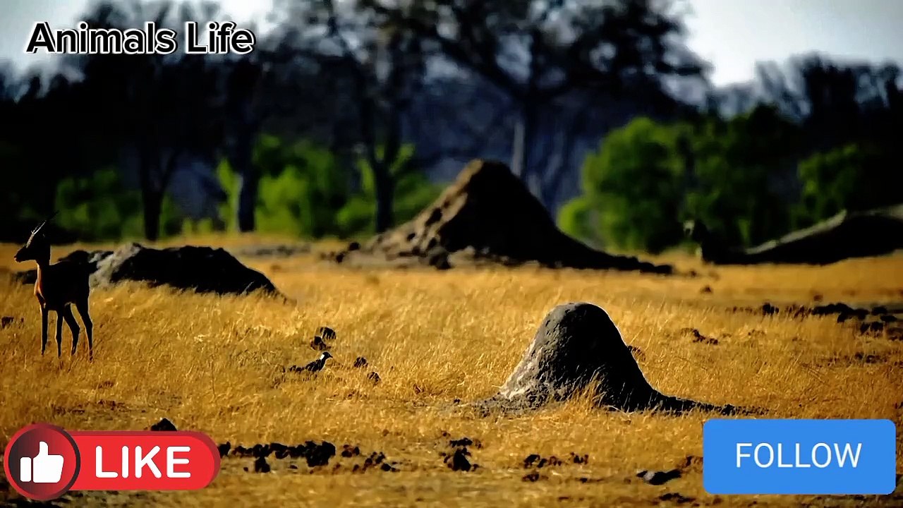 How do South African forest animals hunt part 3 - video Dailymotion