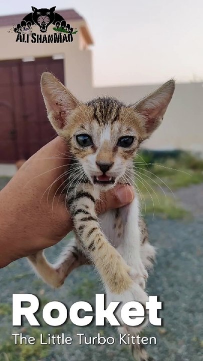 Rocket the Turbo Kitten - Adorable Fast Kitten - video Dailymotion