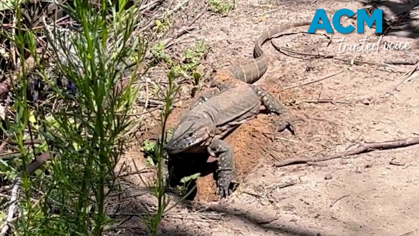 Maggot-munching goannas help sheep with fly strike | The Land | NSW