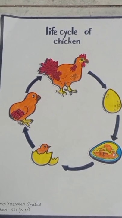 Lift cycle of chicken drawing// life cycle of hen## #drawing - video ...