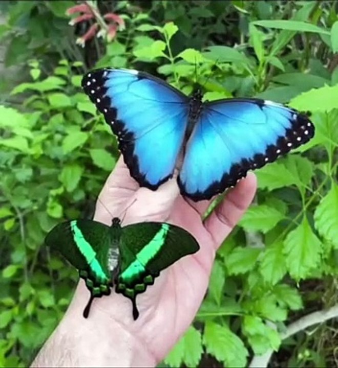 Butterflies - video Dailymotion