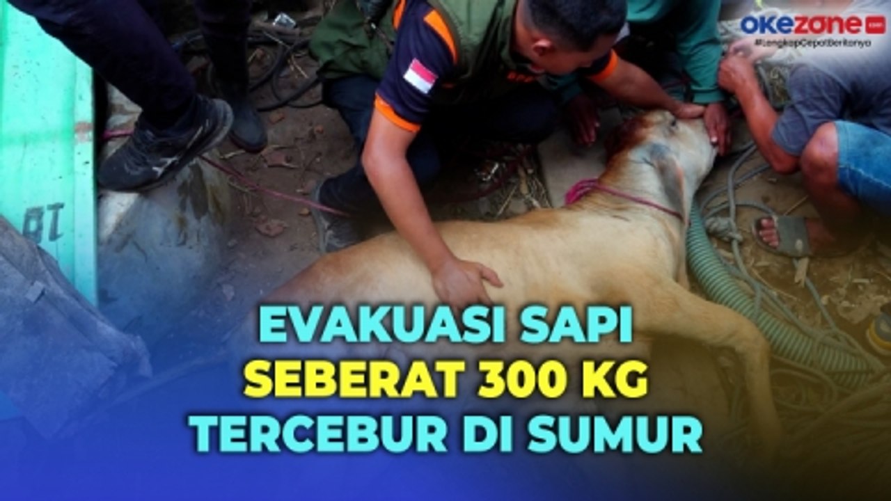 Sapi Seberat 300 Kg di Lumajang Tercebur Sumur Sedalam 10 Meter ...