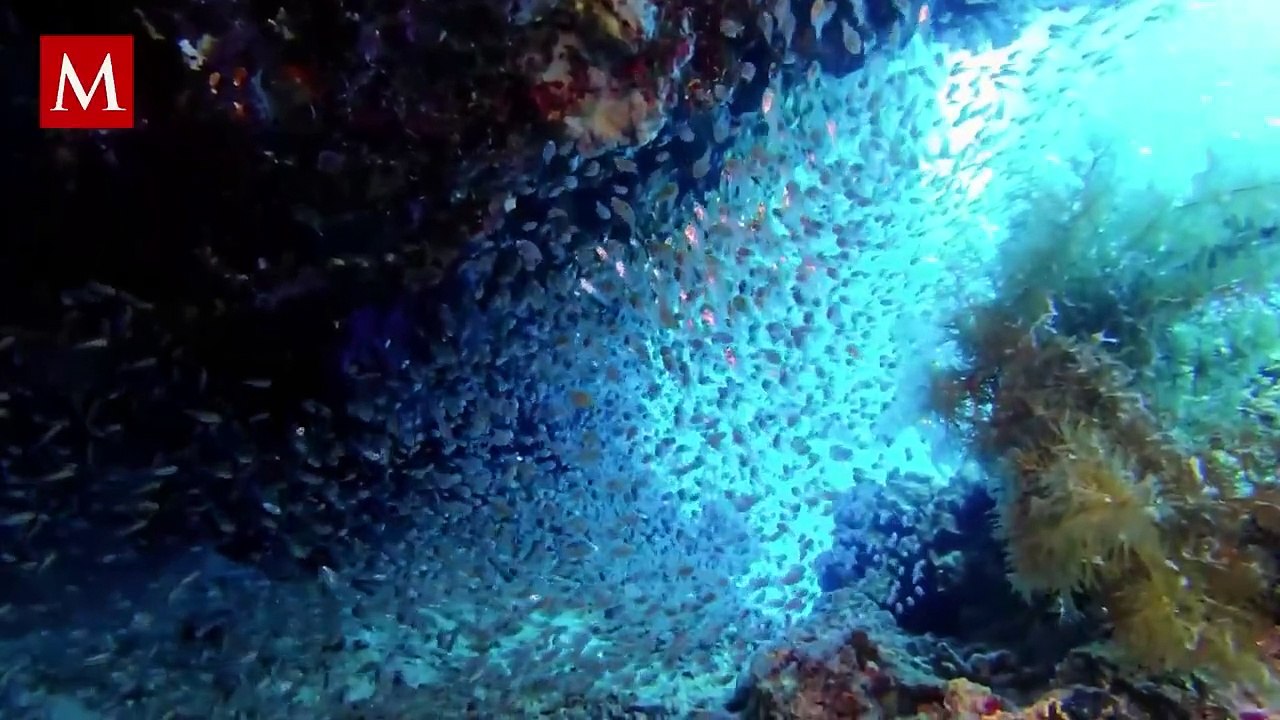 Este es el enigmático 'pez Venom' que ilumina y vive en las ...