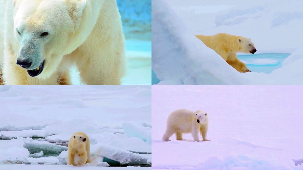 How Do Polar Bears Stay Warm? The Secrets of Survival in the Arctic ...