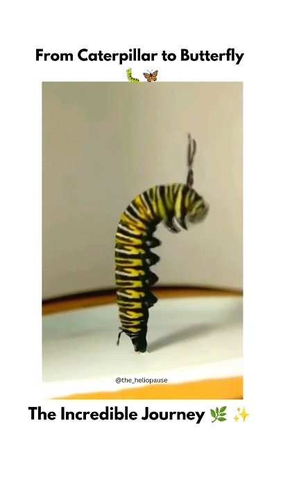 Caterpillar to Butterfly: The Incredible Journey! Ever wondered how a ...