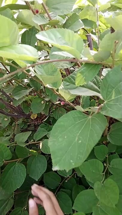 Finding a Falsa in Tree - video Dailymotion