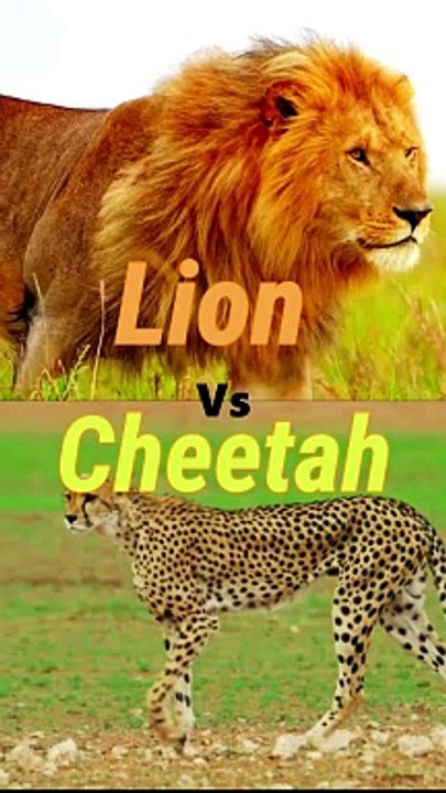 Lion vs Cheetah #lion #cheetah #animals #shorts #comparison - video ...