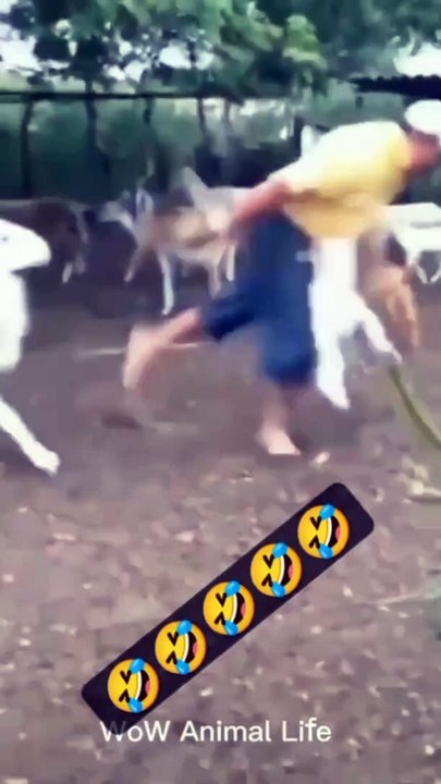 animals video fun is everyone - video Dailymotion