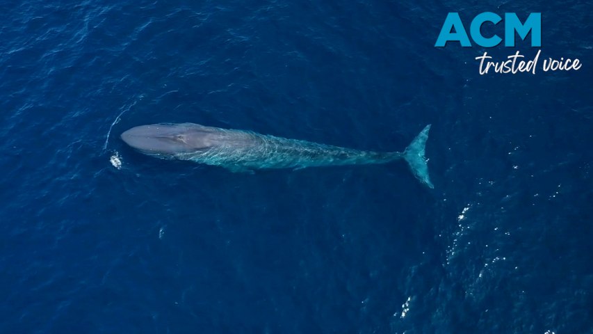 Smallest ever baby blue whale captured on camera off Ningaloo ...