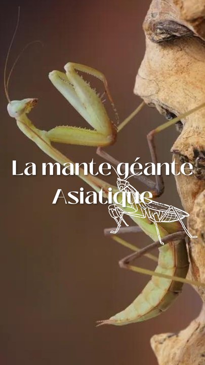 Ma mante géante asiatique ! - Vidéo Dailymotion