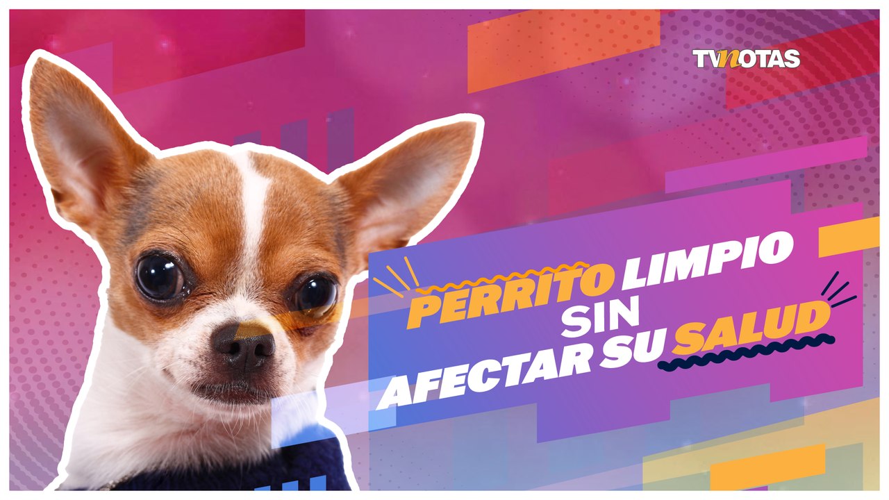 ¿Cómo mantener a tu perrito limpio y bello sin perjudicar su salud ...