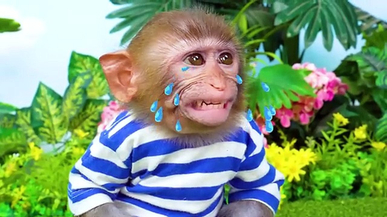 Monkey_Baby_Bon_Bon_eats_Sweet_Cola_Jelly_with_duc - video Dailymotion